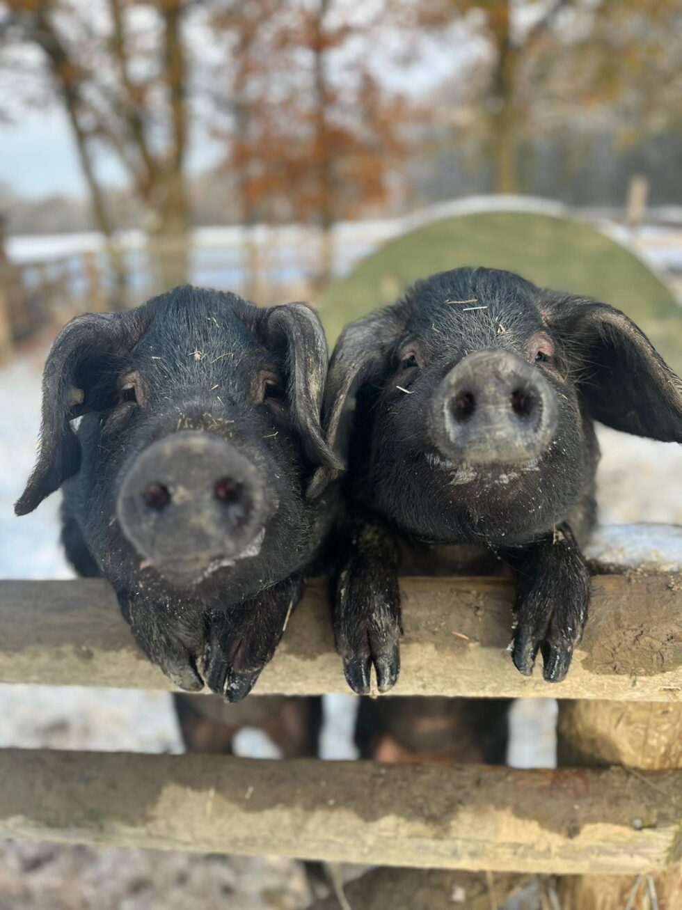 Our Large Black Pigs - Laineys Care Farm
