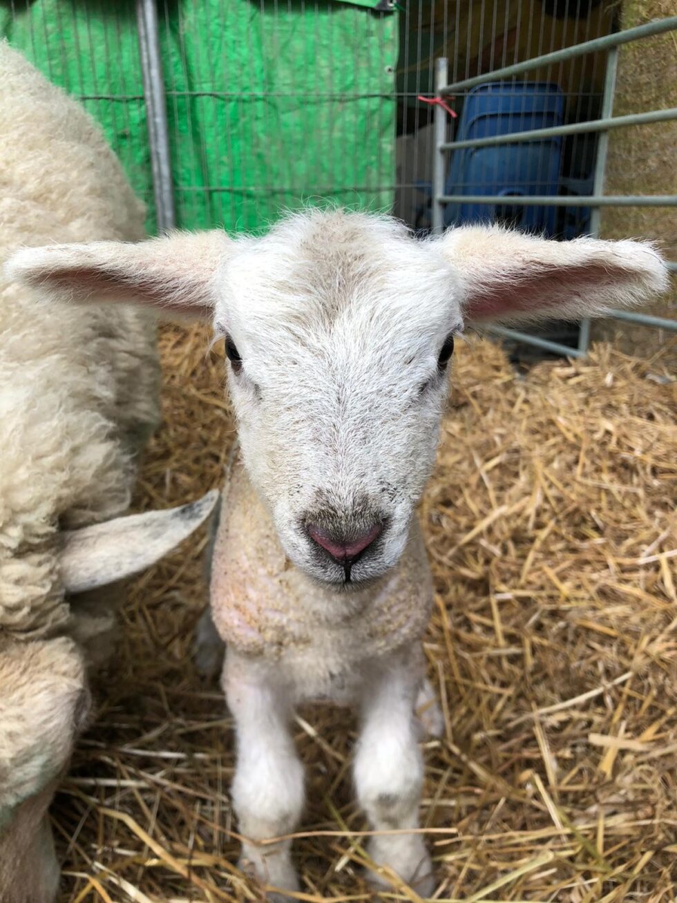 Our Sheep - Laineys Care Farm